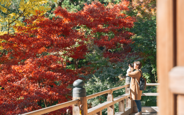 Shoshazan Engyo-ji Temple | Qué ver | Visit Himeji Official Travel Guide